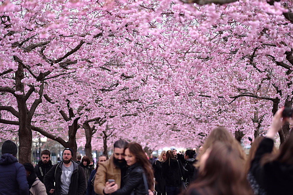 The trees brings us together! – Ewa Borin